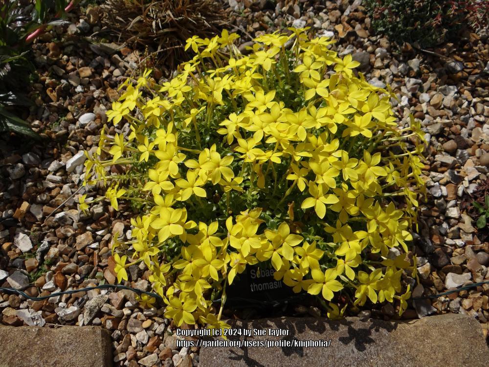 Photo of the entire plant of Sebaea (Sebaea thomasii) posted by ...