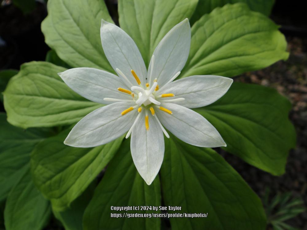 Japanese Canopy Plant (Paris japonica) - Garden.org
