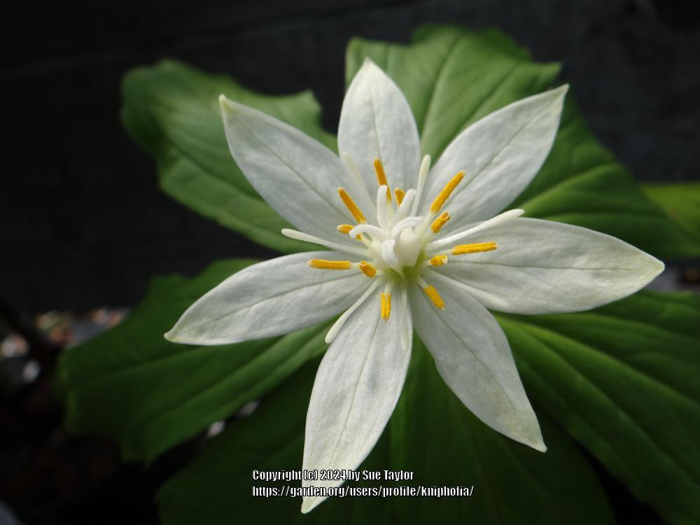 Photo of the bloom of Japanese Canopy Plant (Paris japonica) posted by ...
