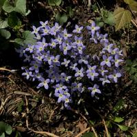 Photo of the entire plant of Bluets (Houstonia caerulea) posted by ...