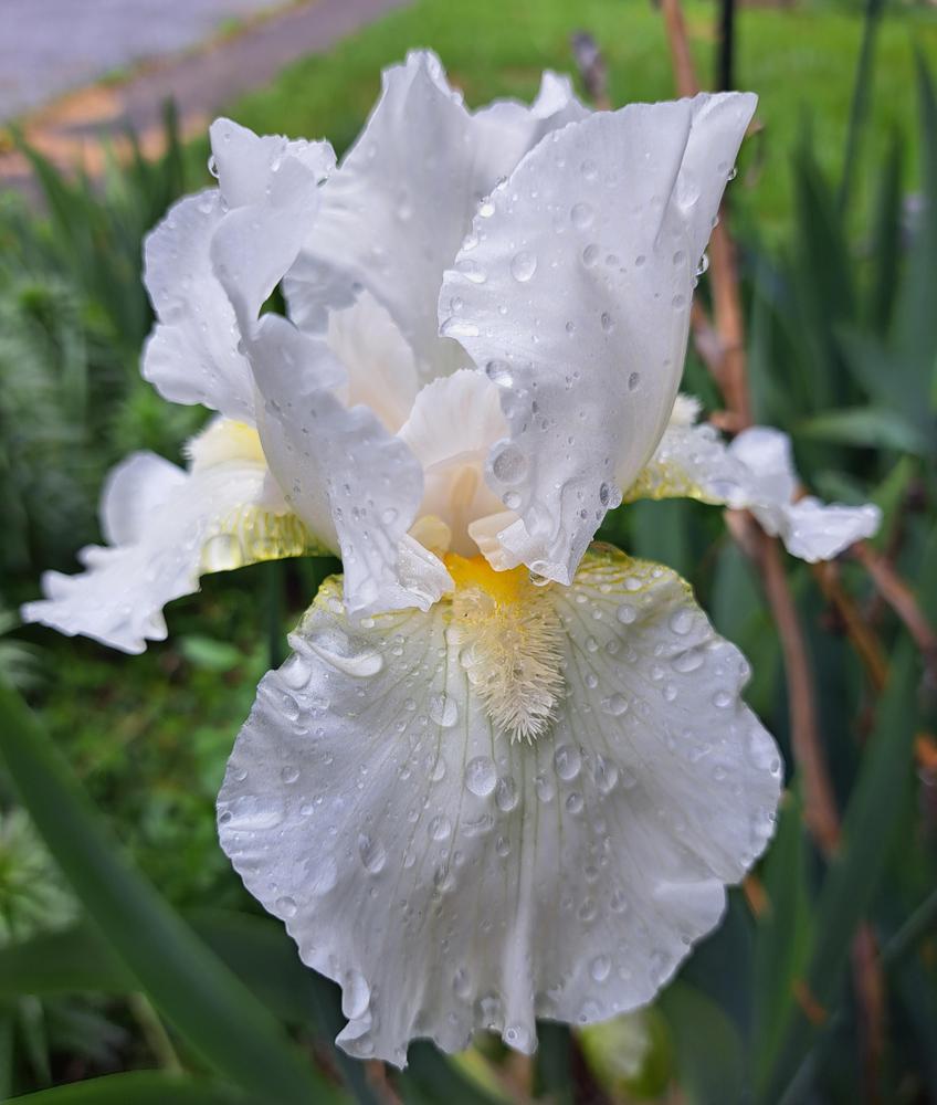 Photo of the bloom of Border Bearded Iris (Iris 'Autumn Ivory') posted ...