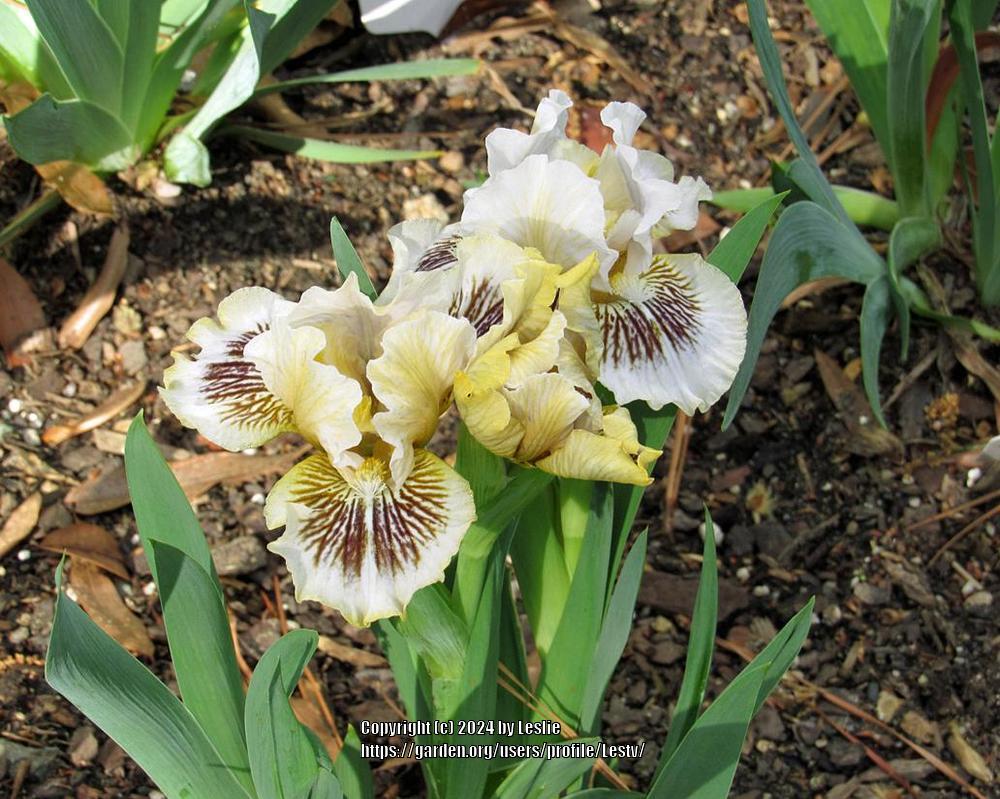 Viewing post #3088169 by Lestv - Garden.org