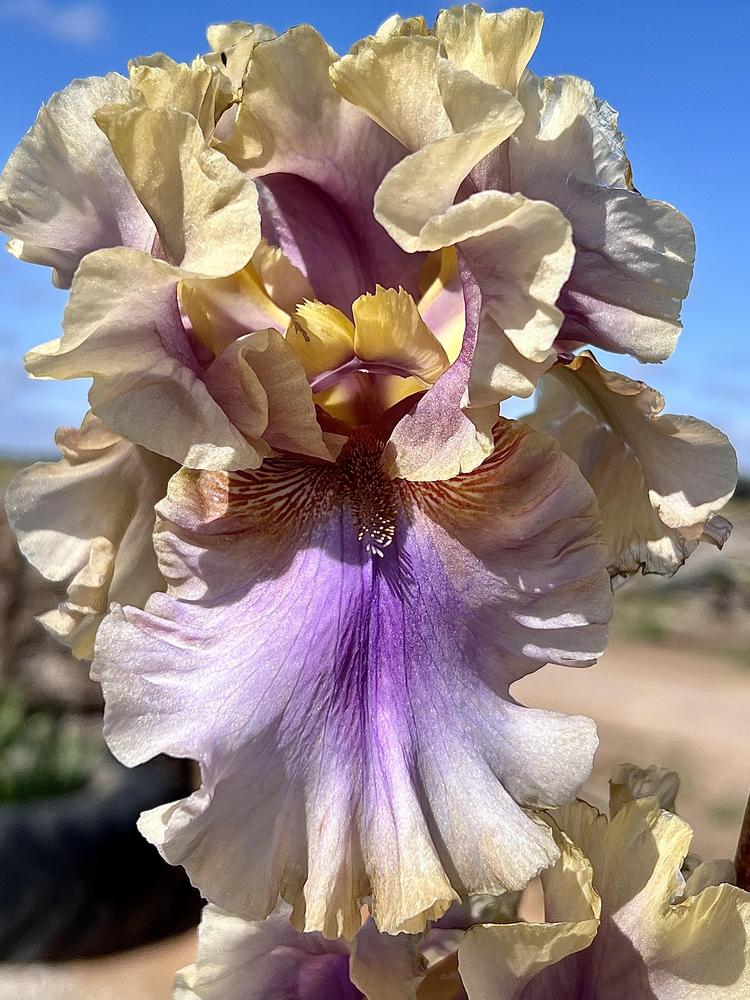 Photo of the bloom of Tall Bearded Iris (Iris 'Shadow Warrior') posted ...
