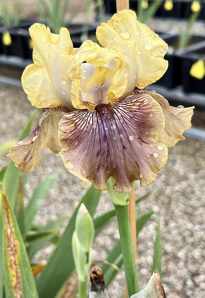Tall Bearded Iris (Iris 'Hello Hobo') in the Irises Database - Garden.org