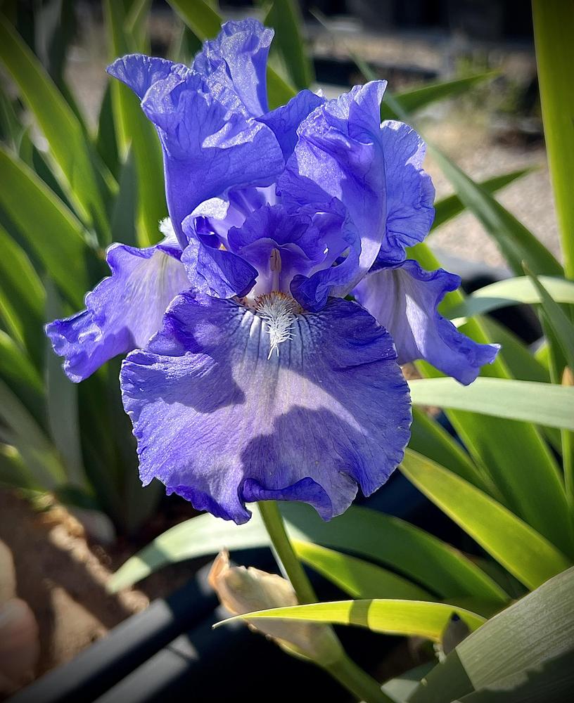 Photo of the bloom of Tall Bearded Iris (Iris 'Fiesta in Blue') posted ...