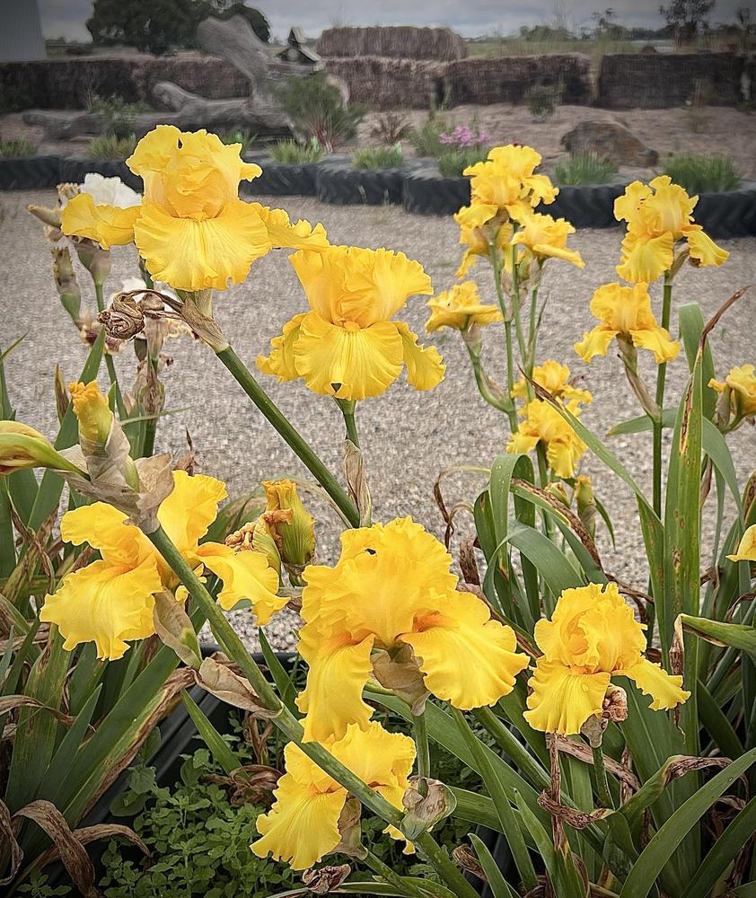 Photo of the entire plant of Tall Bearded Iris (Iris 'Picasso Moon ...