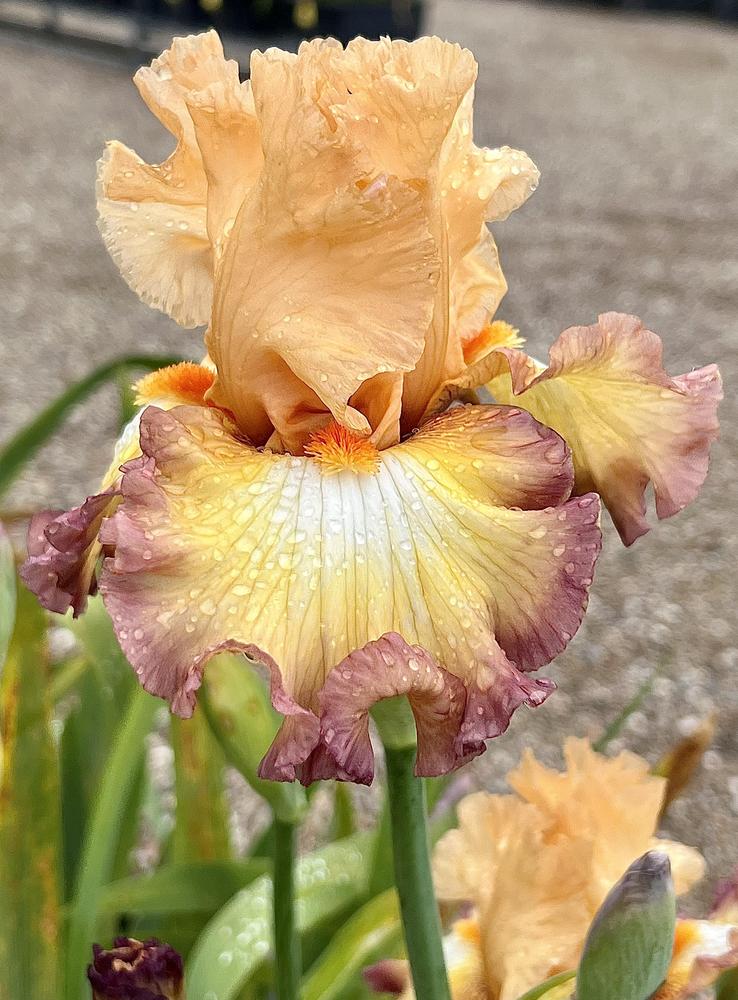 Photo of the bloom of Tall Bearded Iris (Iris 'Oil Painting') posted by LizzyLegs - Garden.org