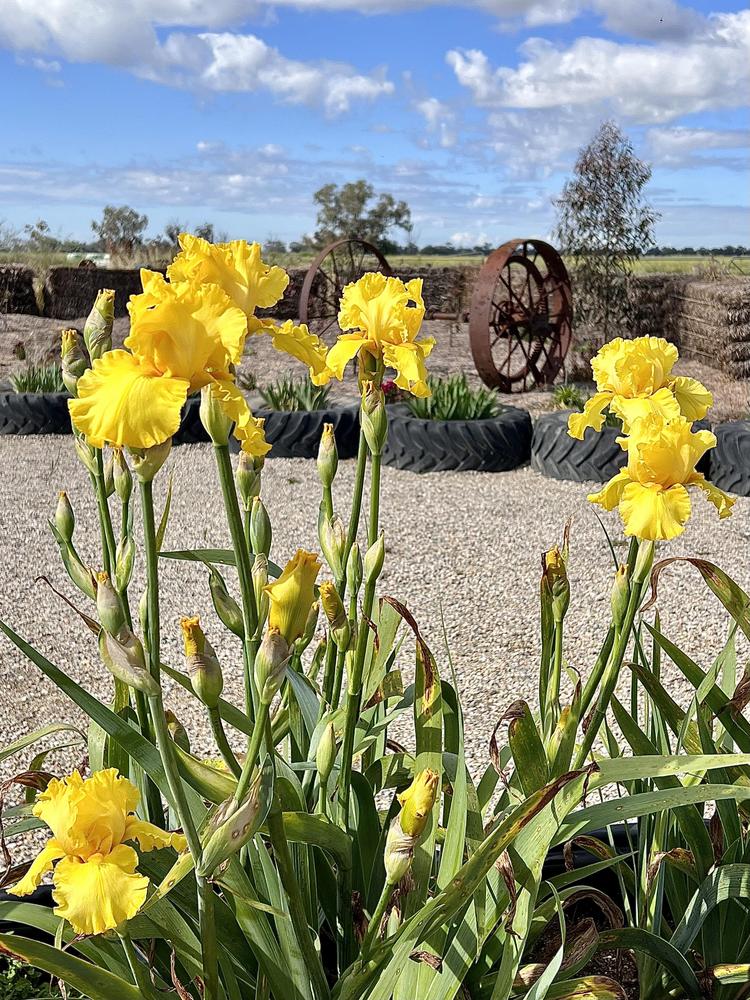 Photo of the entire plant of Tall Bearded Iris (Iris 'Picasso Moon ...