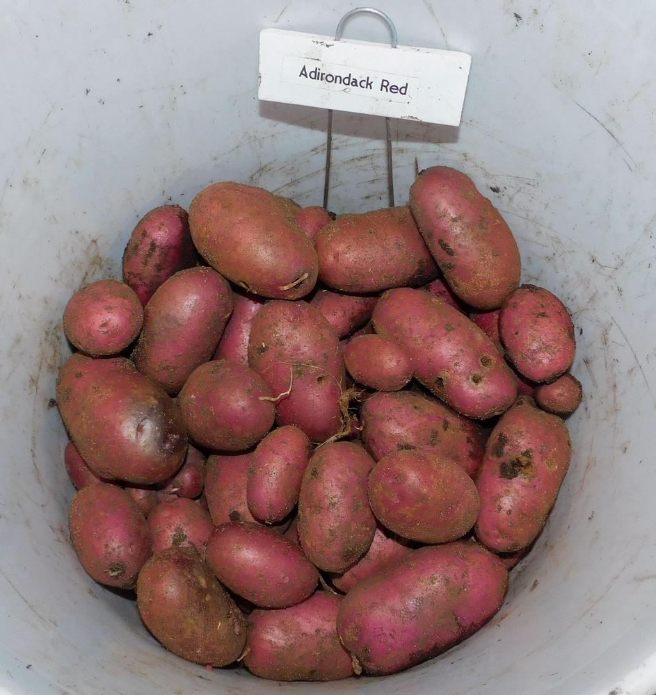 Photo of the roots of Potato (Solanum tuberosum 'Adirondack Red ...