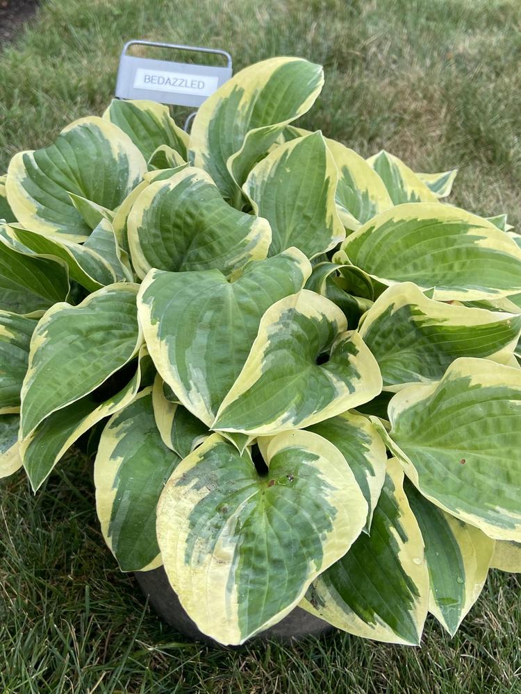 Photo of the entire plant of Hosta 'Bedazzled' posted by jimk_rn - Garden.org