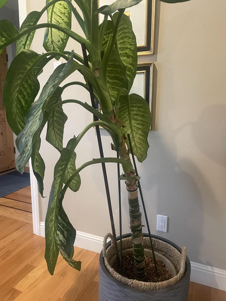 Dumb Cane - too tall and falling over in the Ask a Question forum ...