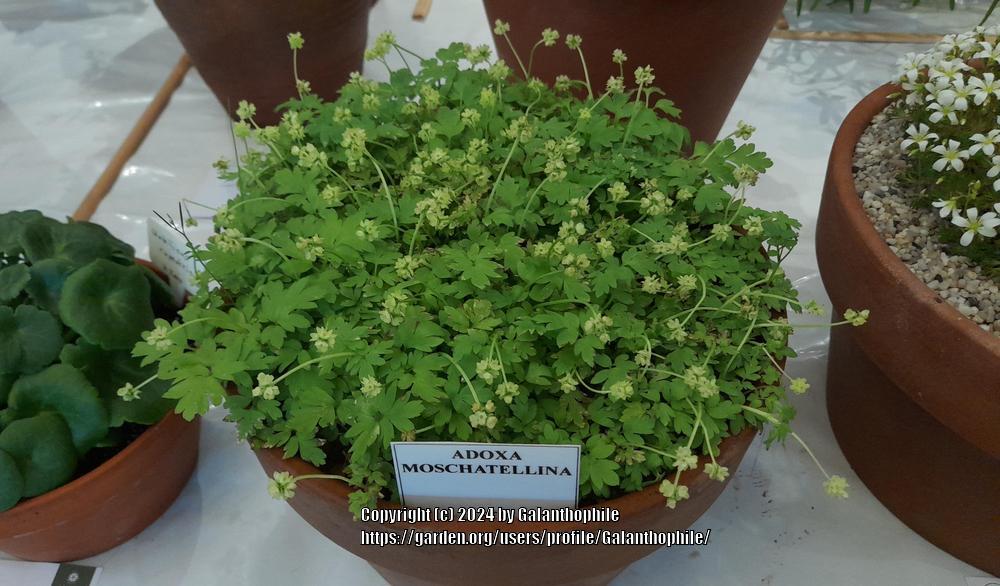 Photo of the entire plant of Moschatel (Adoxa moschatellina) posted by ...