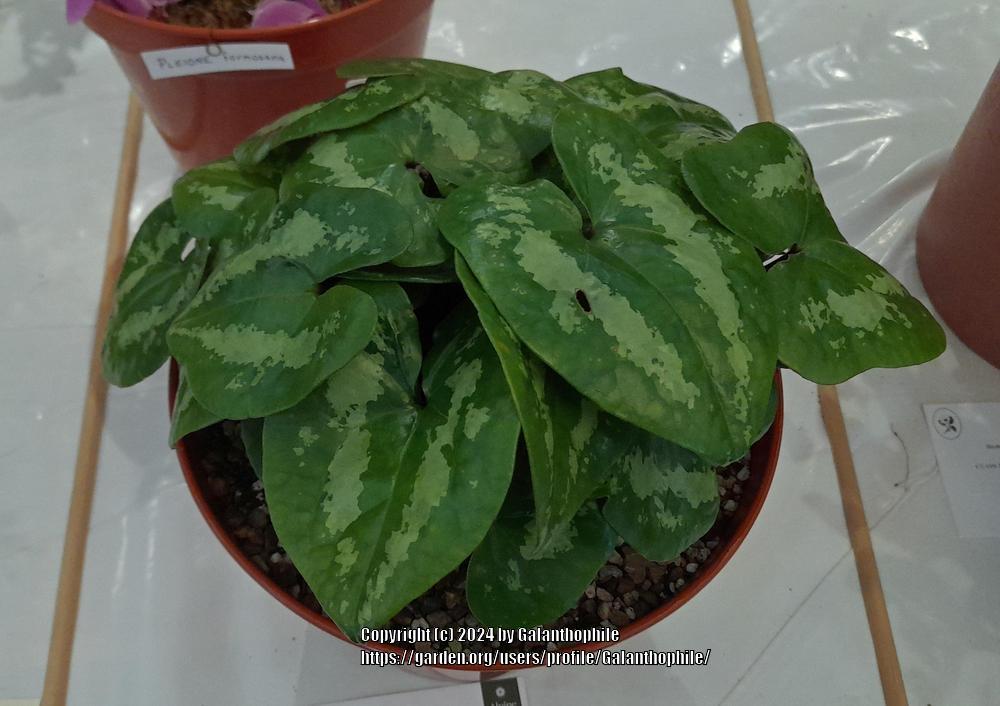Photo of the leaves of Panda Face Ginger (Asarum maximum) posted by ...