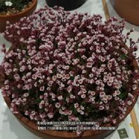 Photo of the entire plant of Saxifrage (Saxifraga 'Bridget') posted by ...