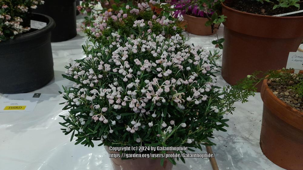 Photo of the entire plant of Compact Bog Rosemary (Andromeda polifolia ...