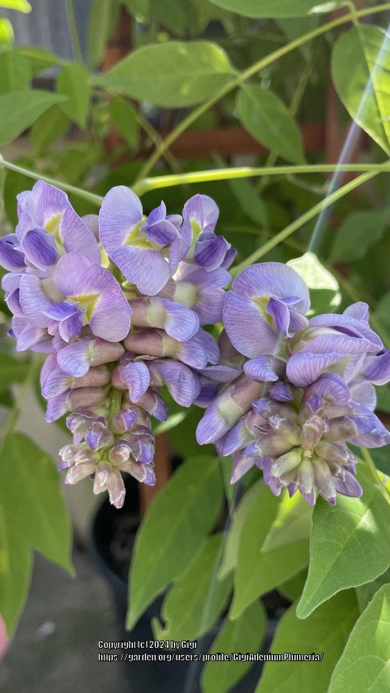 Photo of the bloom of American Wisteria (Wisteria frutescens 'Amethyst ...