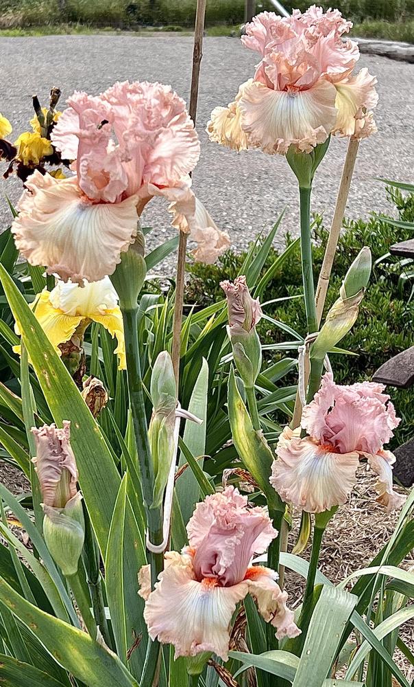 Photo of the bloom of Tall Bearded Iris (Iris 'Social Blush') posted by LizzyLegs - Garden.org