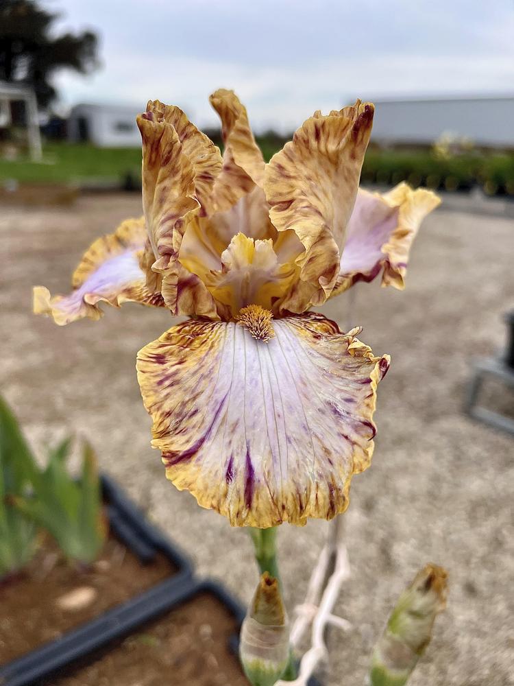Photo of the bloom of Tall Bearded Iris (Iris 'Toucan Tango') posted by LizzyLegs - Garden.org