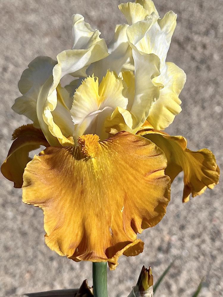 Photo of the bloom of Tall Bearded Iris (Iris 'Fall Fiesta') posted by ...