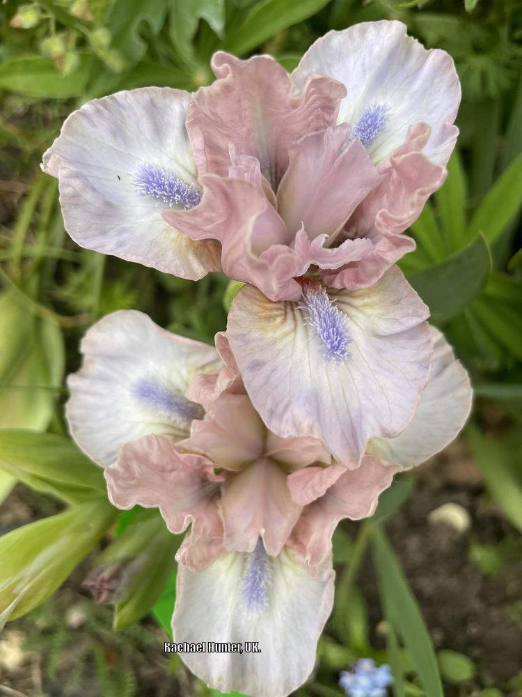 Photo of the bloom of Standard Dwarf Bearded Iris (Iris 'Oh So Sweet') posted by RachaelHunter ...