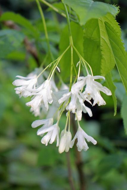 Colchis Bladdernut (Staphylea colchica) - Garden.org