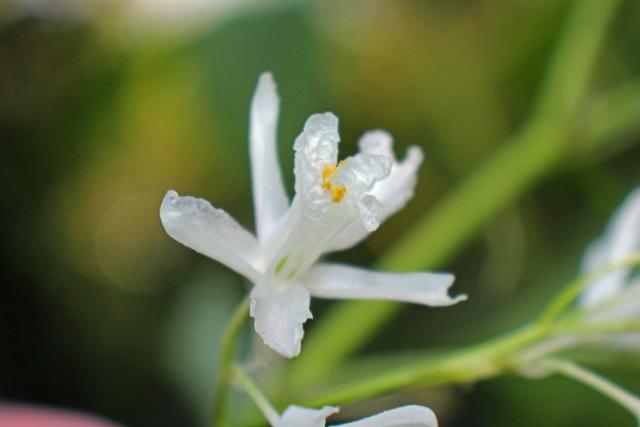 Photo of the bloom of Colchis Bladdernut (Staphylea colchica) posted by ...