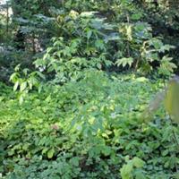 Photo of the entire plant of Colchis Bladdernut (Staphylea colchica ...