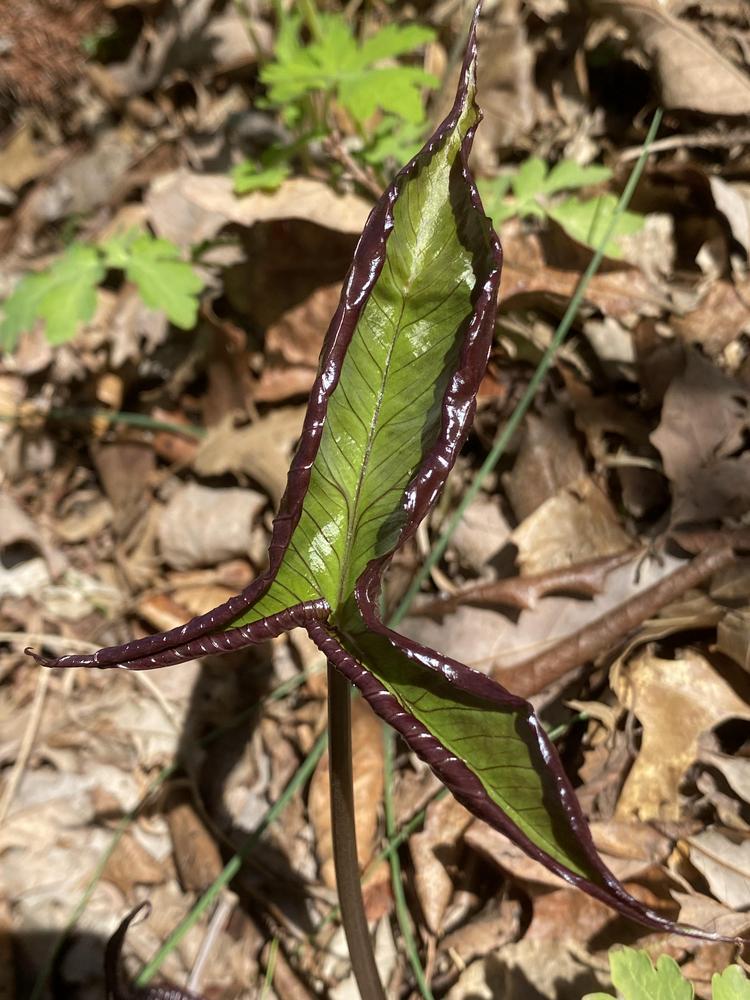 Photo of the leaves of Purple Dragon (Pinellia tripartita 'Atropurpurea ...