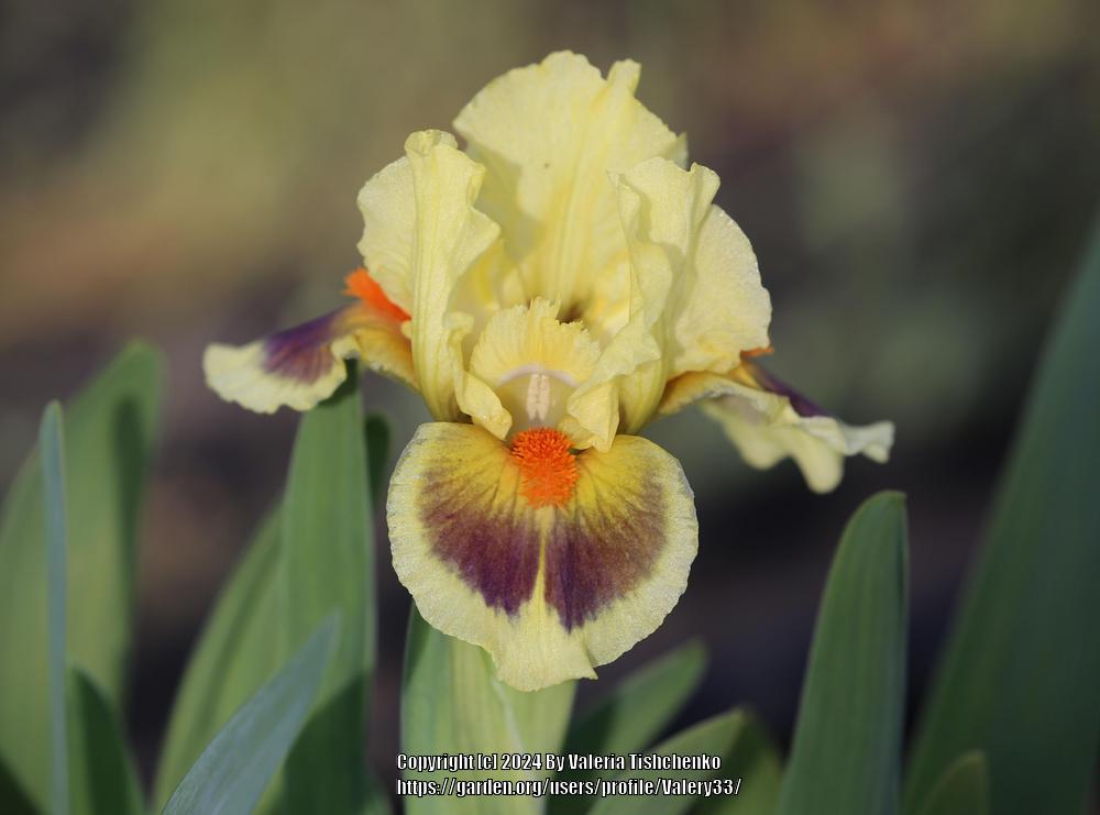 Standard Dwarf Bearded Iris (Iris 'Bug Zoo') in the Irises Database ...