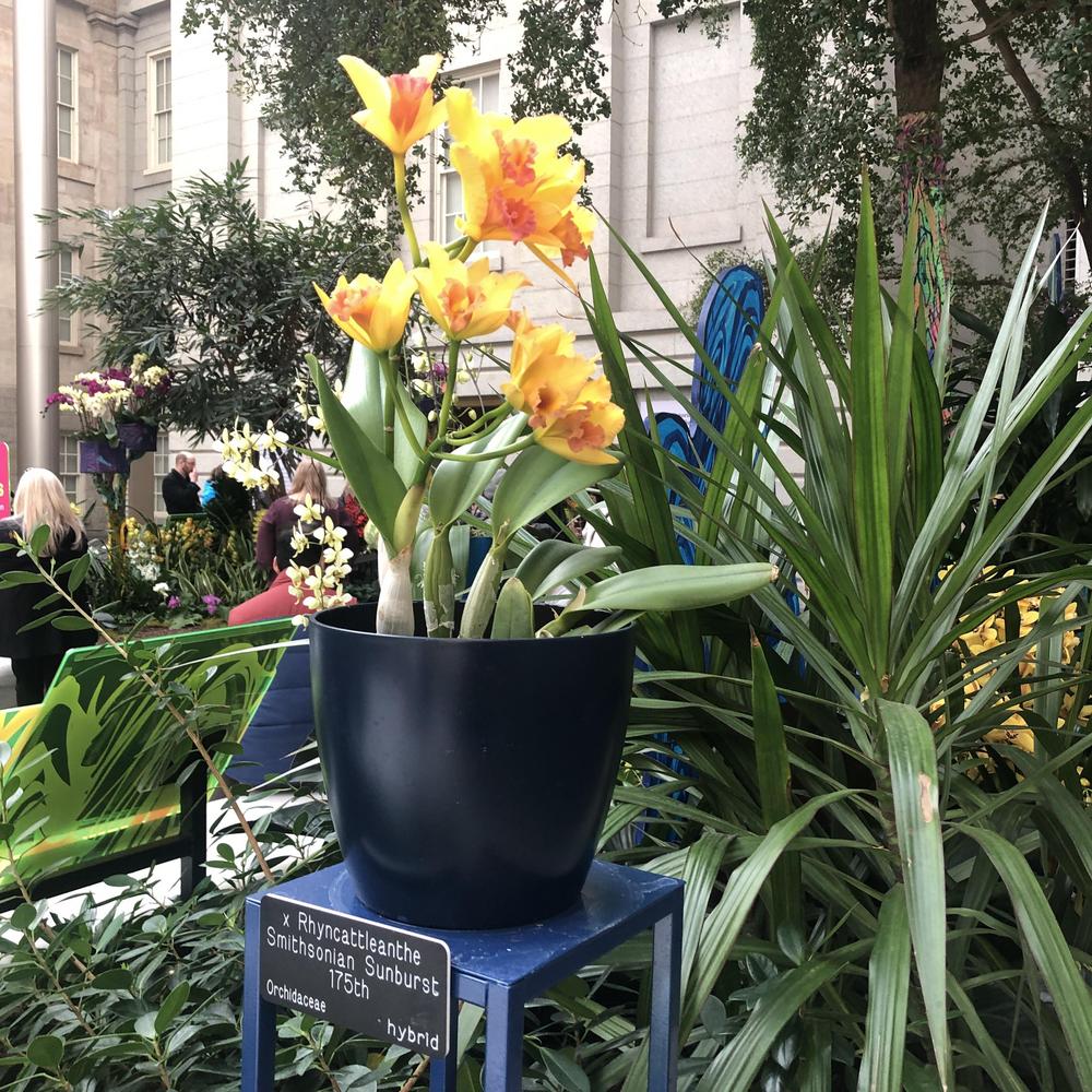 Corsage Orchid (Rhyncattleanthe Smithsonian Sunburst 175th) - Garden.org