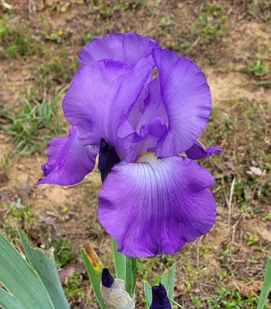 Photo of the bloom of Tall Bearded Iris (Iris 'Violet Harmony') posted by Bitoftrouble - Garden.org