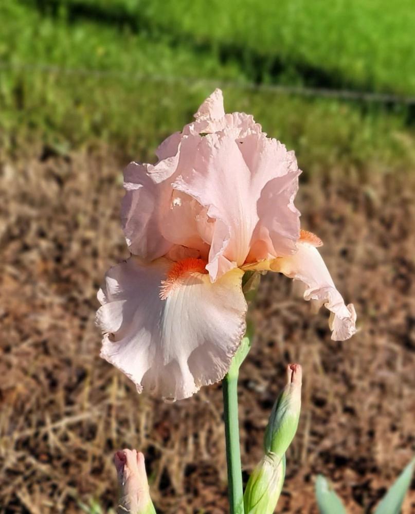 Photo of the bloom of Tall Bearded Iris (Iris 'Be Mine') posted by ...