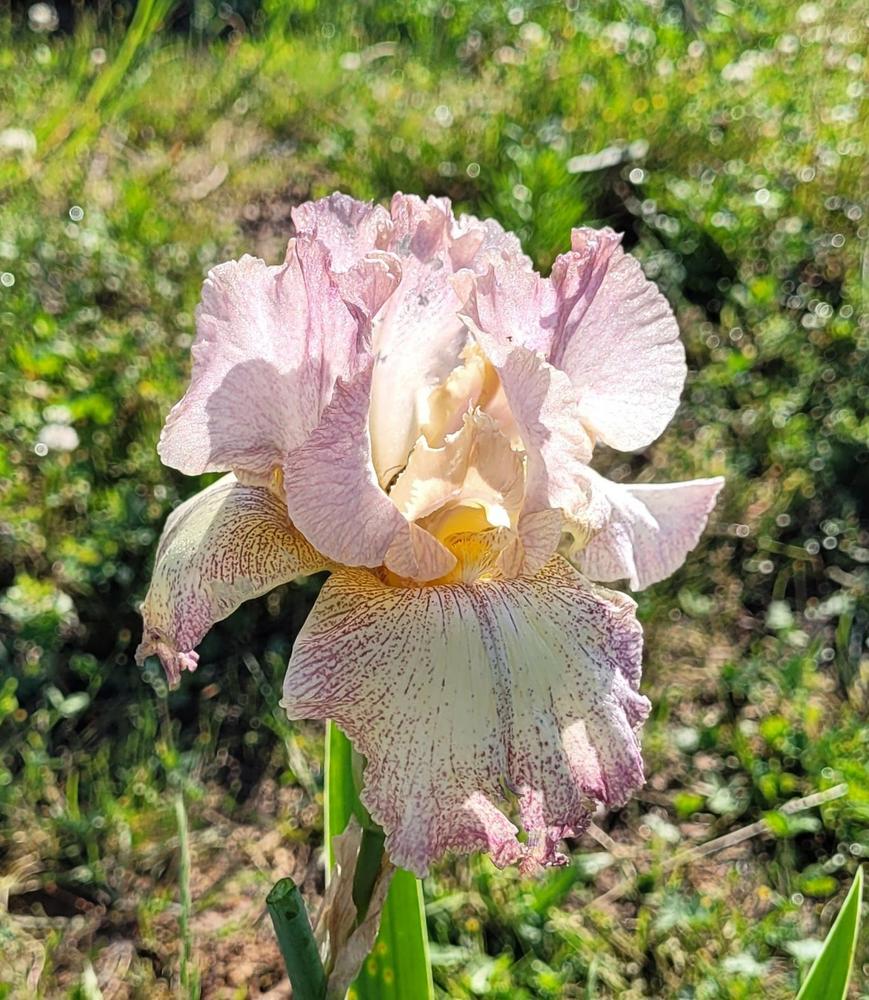 Tall Bearded Iris (Iris 'Villa Splendor') in the Irises Database ...