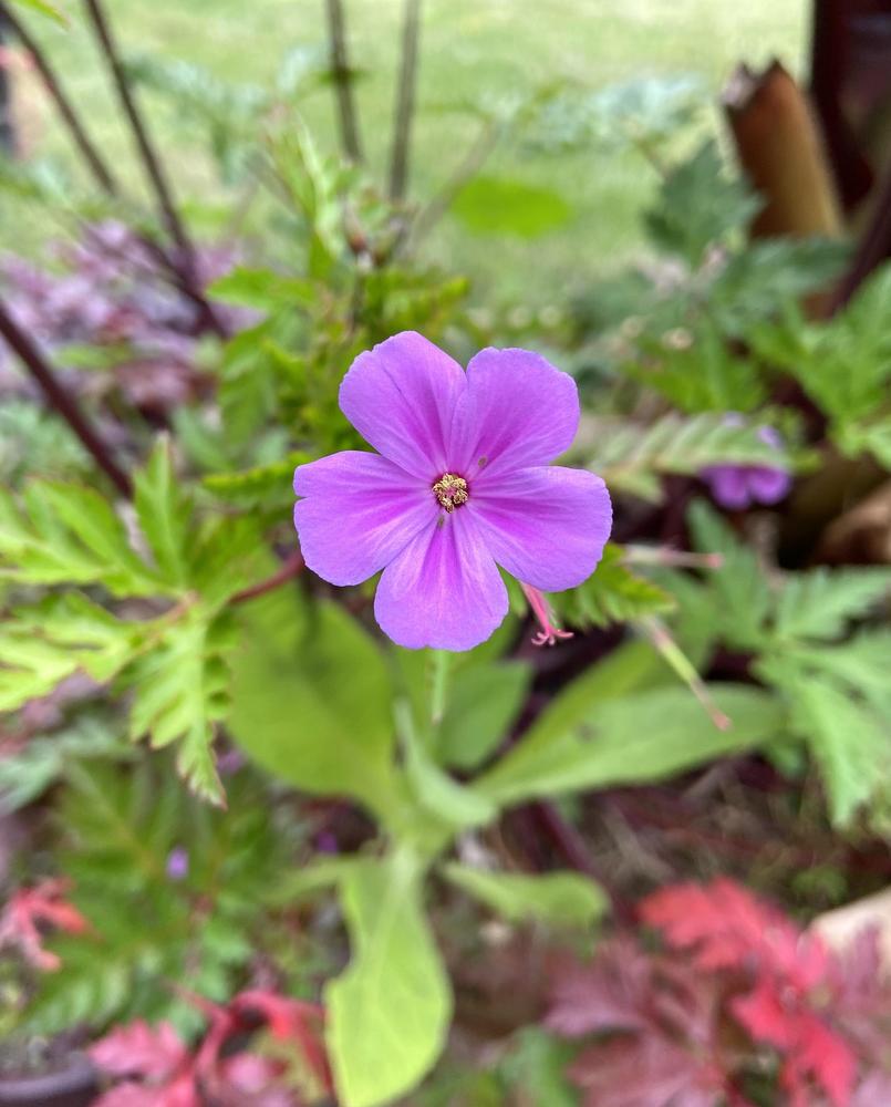 Photo of the bloom of Canary Island Geranium (Geranium palmatum) posted ...