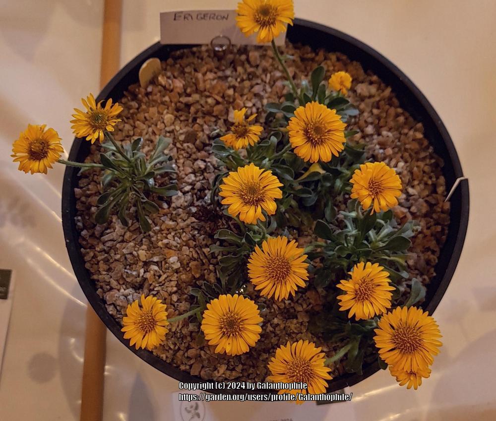 Photo of the entire plant of Alpine Yellow Fleabane (Erigeron aureus ...