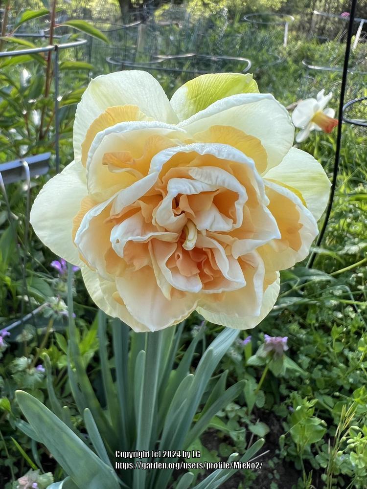 Photo of the bloom of Double Daffodil (Narcissus 'Vivash') posted by ...
