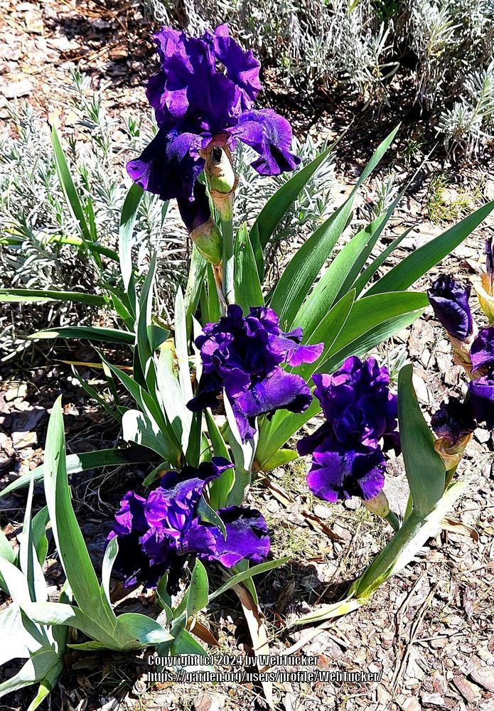 Photo of the entire plant of Species Iris (Iris x germanica) posted by ...