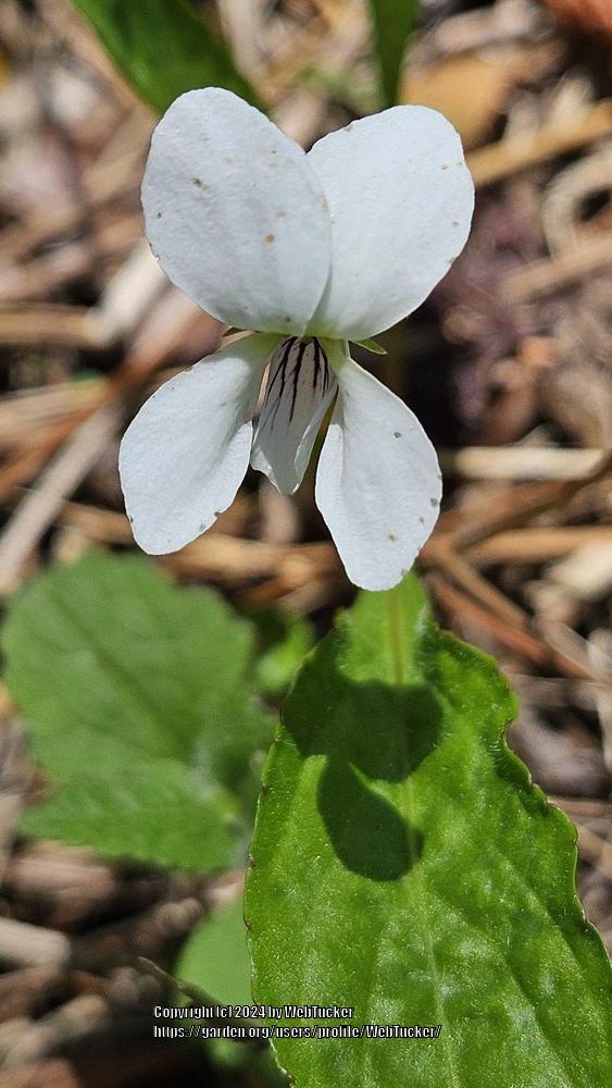 Photo of the bloom of Bog White Violet (Viola lanceolata) posted by ...