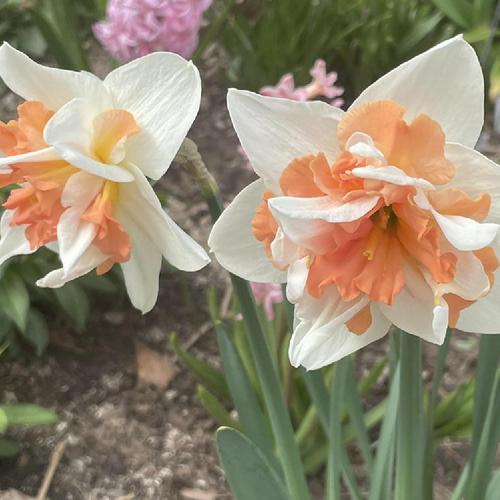Double Daffodil (Narcissus 'Candy Princess') in the Daffodils Database ...