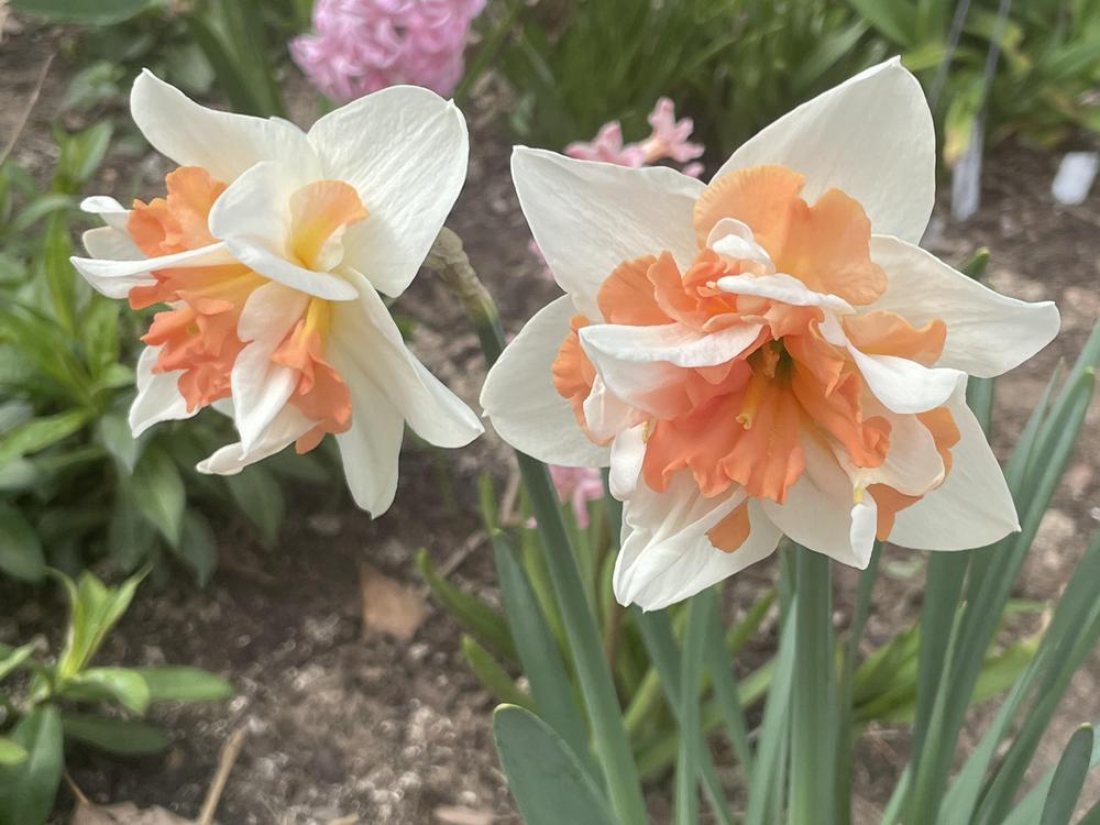 Double Daffodil (Narcissus 'Candy Princess') in the Daffodils Database ...