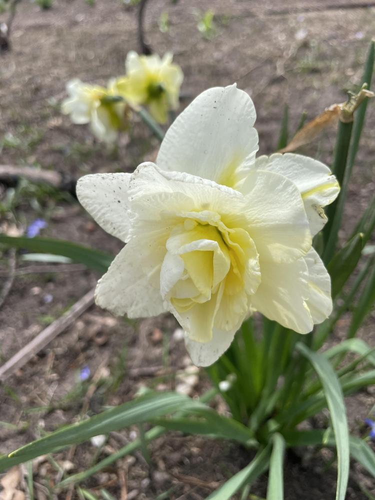 Photo of the bloom of Double Daffodil (Narcissus 'Ice King') posted by ...