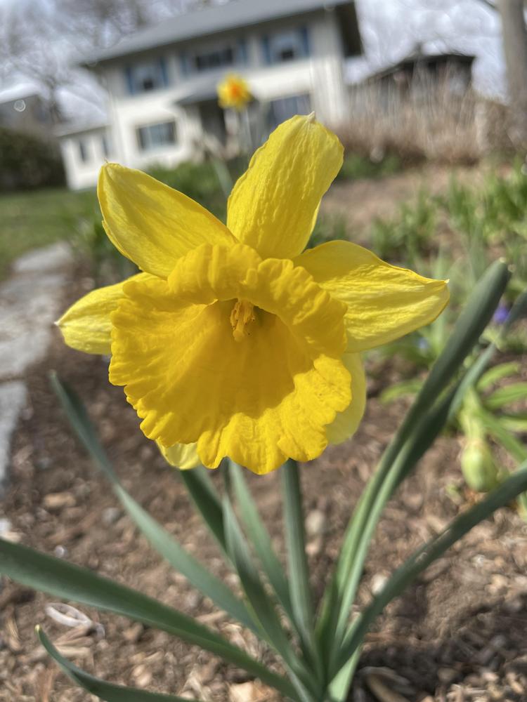 Photo of the bloom of Trumpet daffodil (Narcissus 'Rijnveld's Early ...