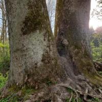 Photo of the stem, scape, stalk or bark of American Sycamore (Platanus ...