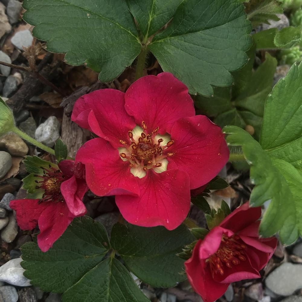 Photo of the bloom of Strawberry (Fragaria x ananassa Berried Treasure ...