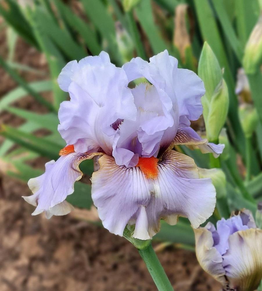 Photo of the bloom of Tall Bearded Iris (Iris 'Scented Wonder') posted ...
