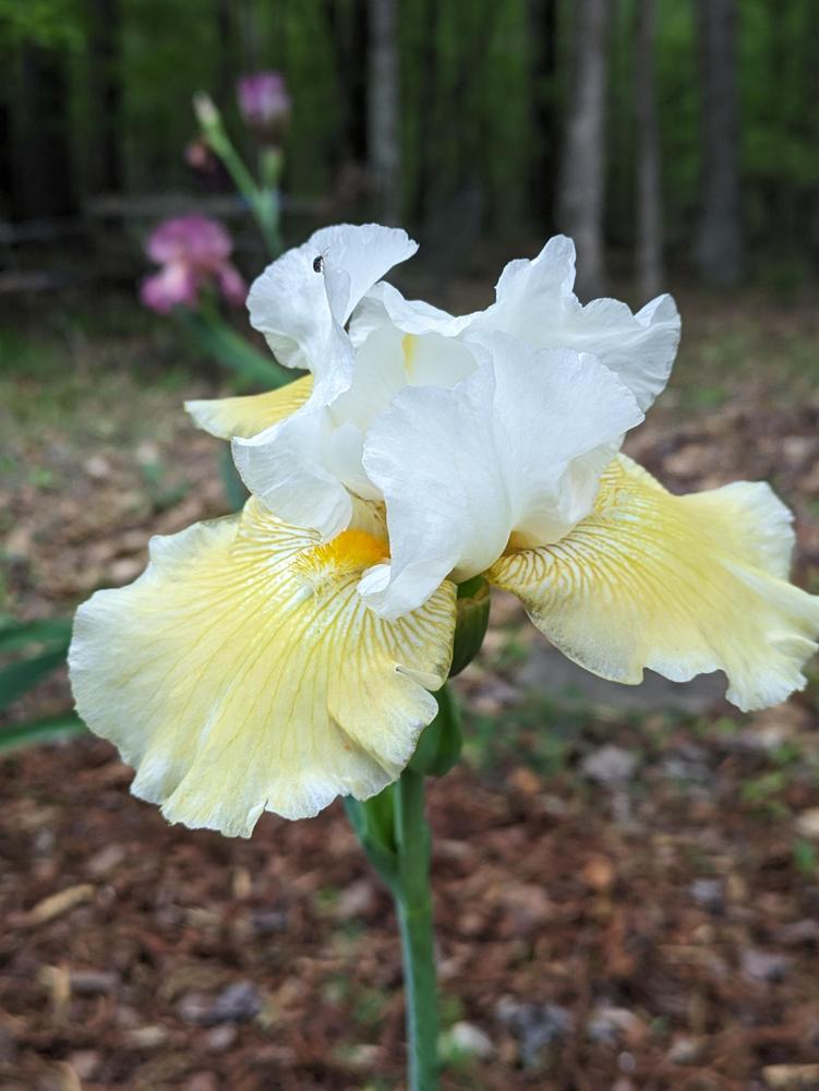 Tall Bearded Iris (Iris 'Lemon Glaze') in the Irises Database - Garden.org