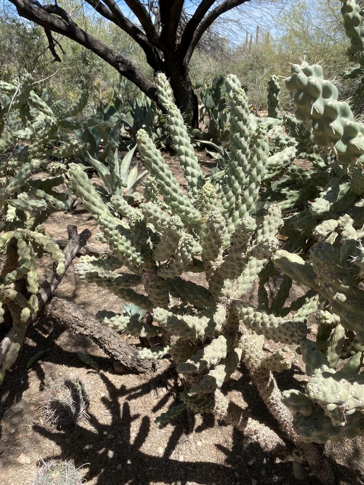 Photo of the stem, scape, stalk or bark of Chain Fruit Cholla ...