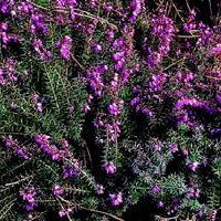 Photo of the bloom of Winter Heath (Erica carnea 'Springwood Pink ...