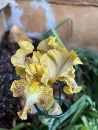 iris identification in the Irises forum - Garden.org