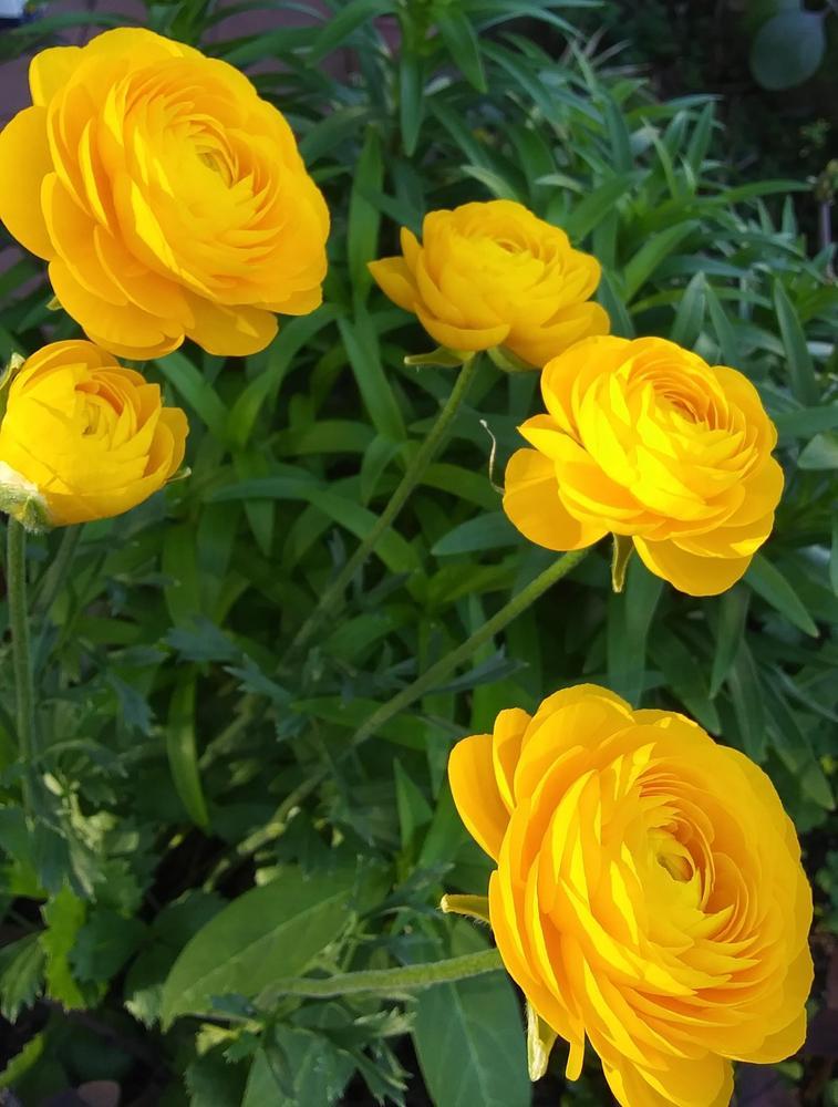 Persian Buttercup (Ranunculus asiaticus) - Garden.org